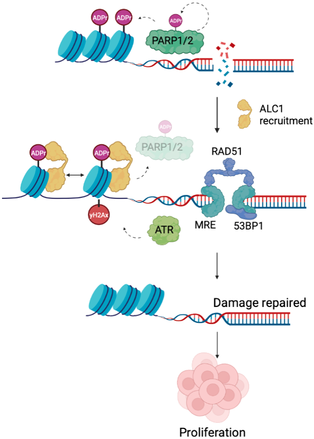 Eisbach Bio – Targeting Synthetic Lethality in Cancer